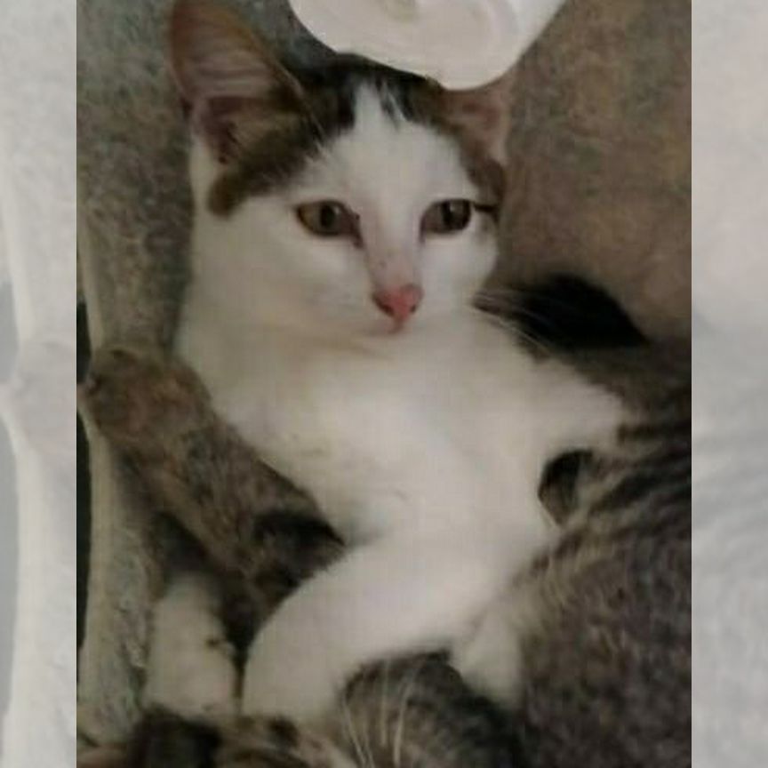 Котенок мальчик в добрые руки