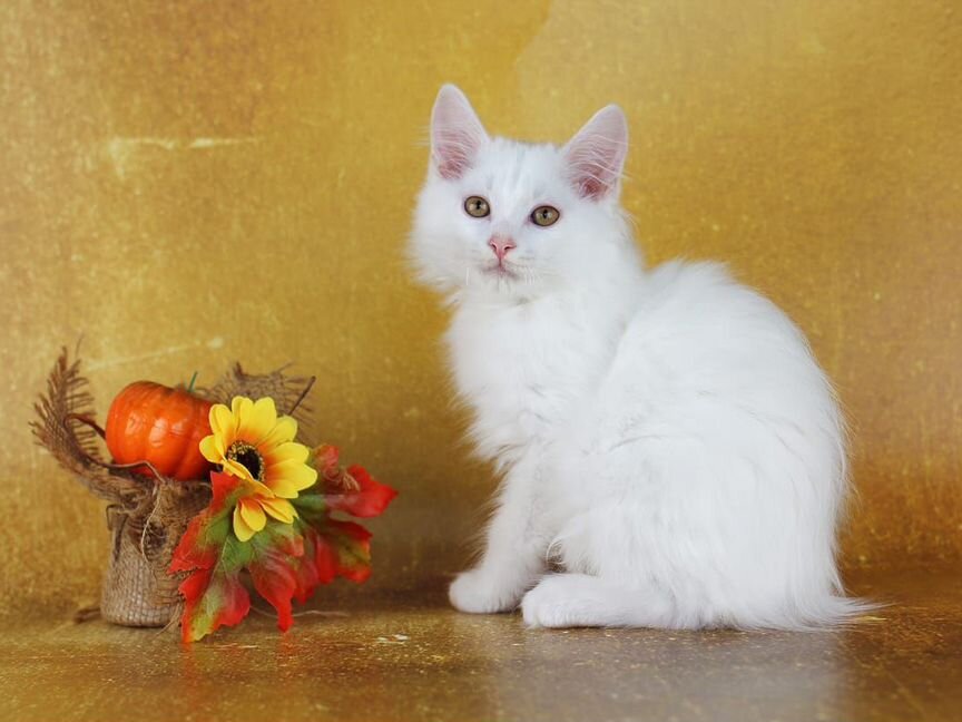 Котята курильский бобтейл