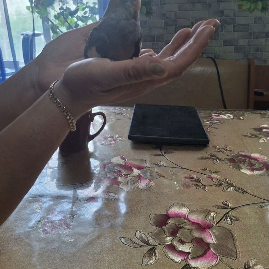 Попугай корелла птенец