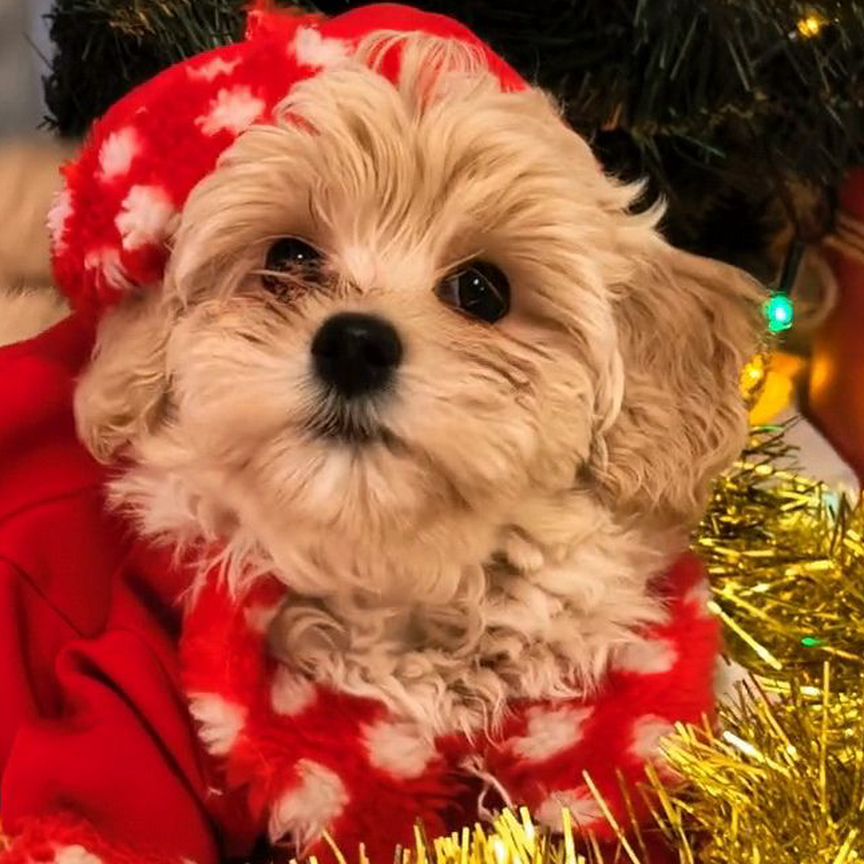 Мальтипу, щенок