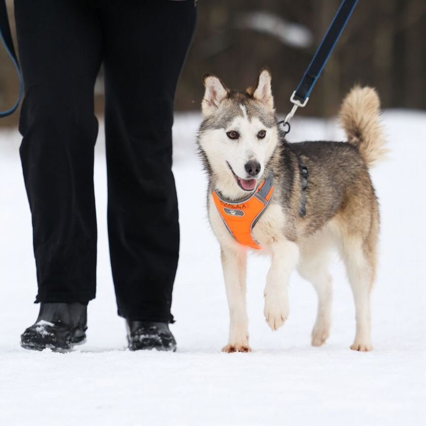 Метис американский кли клай