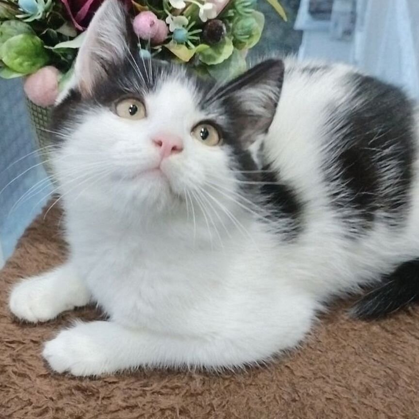 Котенок