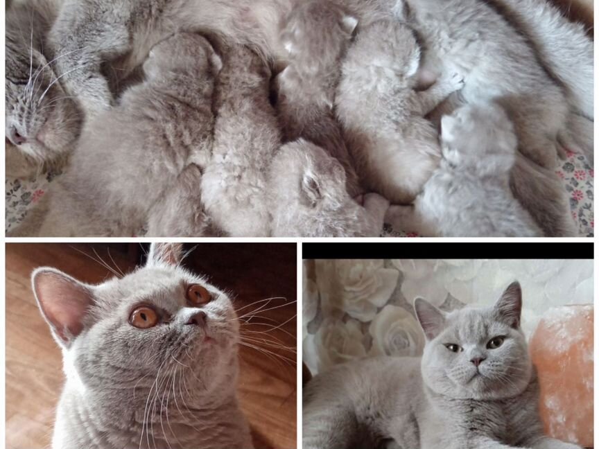 Британская