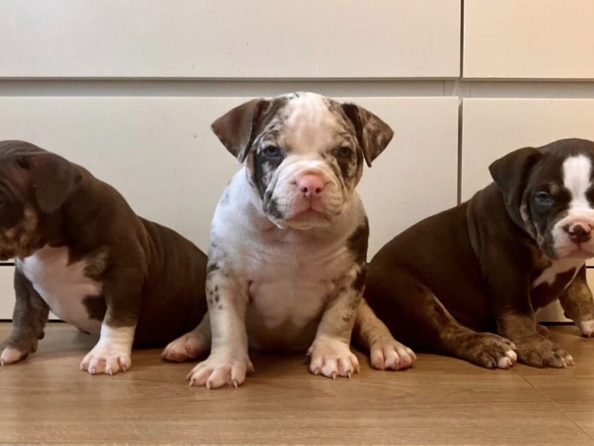 Американский булли