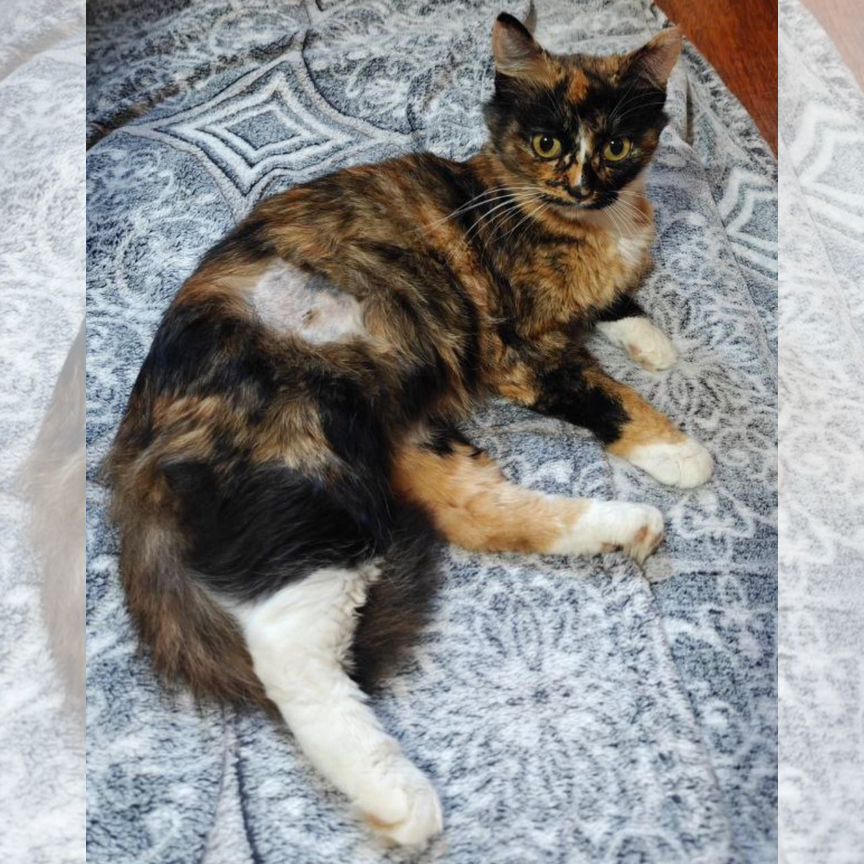 Взрослая кошка в добрые руки