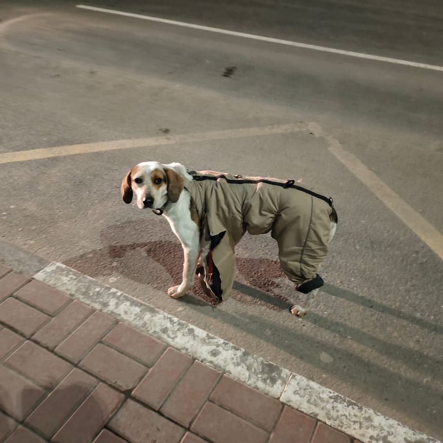 Найдена собака породы Бигль