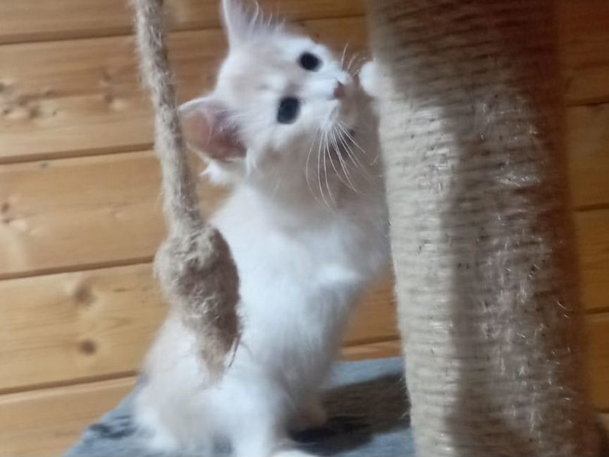 Котенок ищет хозяев