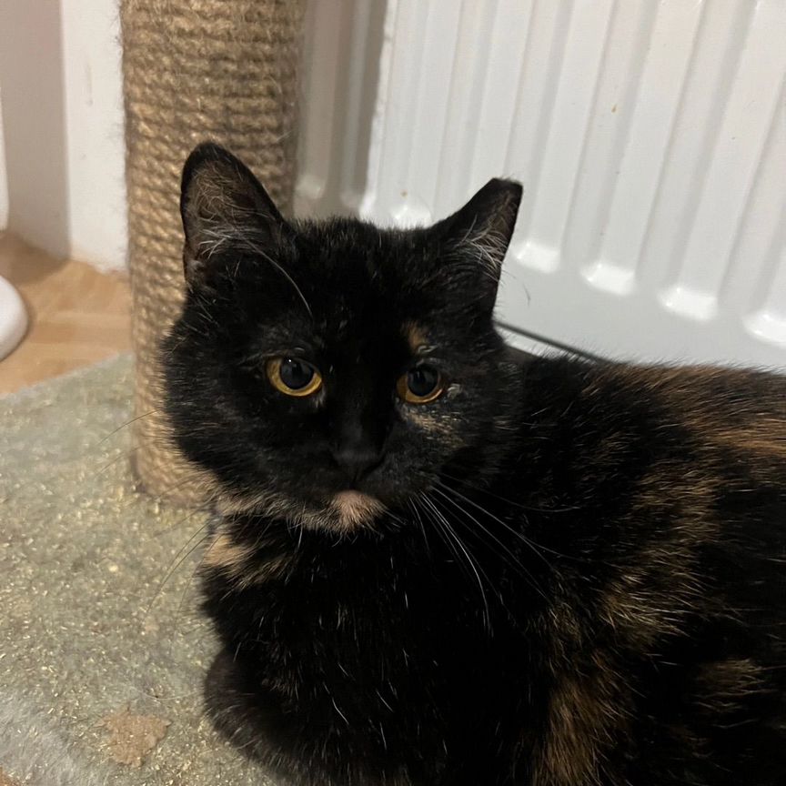 Кошка с грустным ротиком