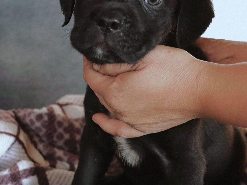Щенки Кане Корсо