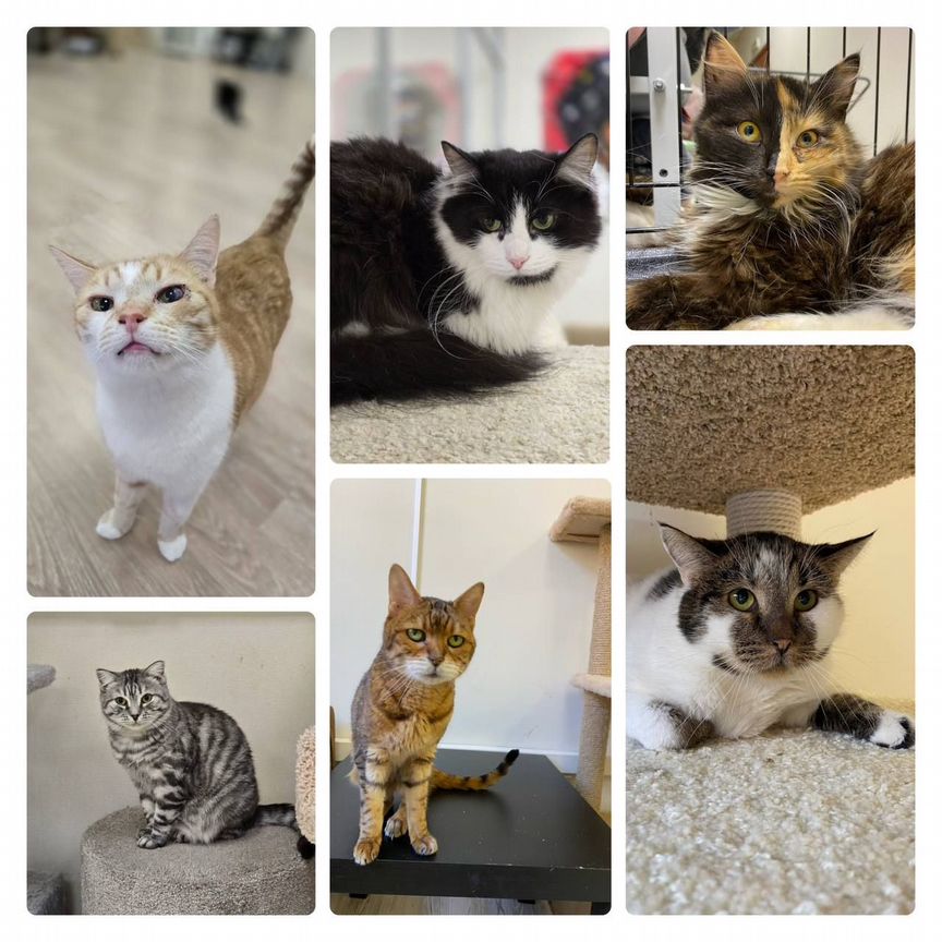 Котики из приюта