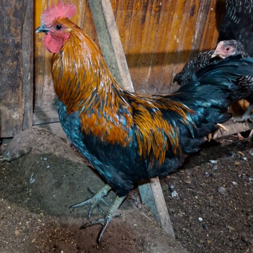 Продам молодых петушков