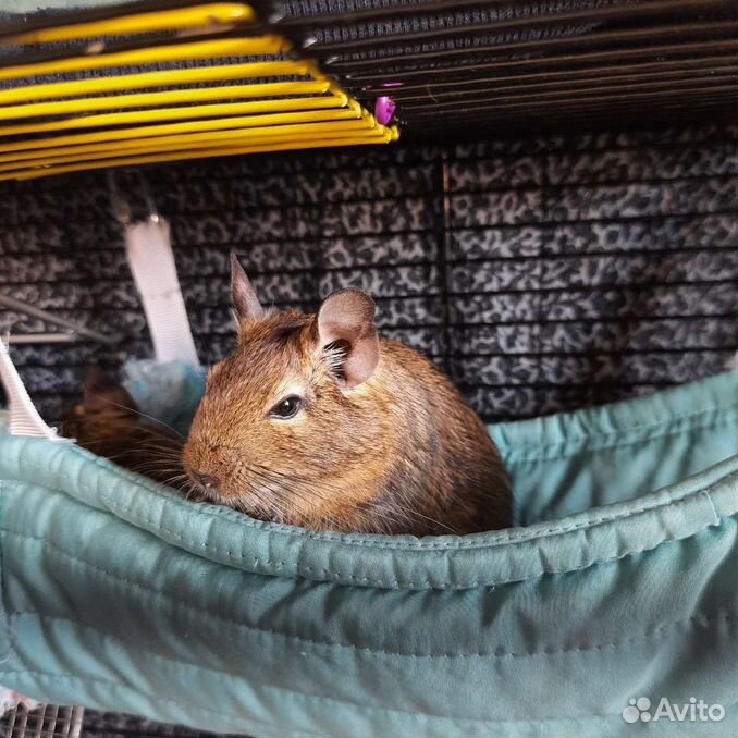 Белки Дегу две девочки