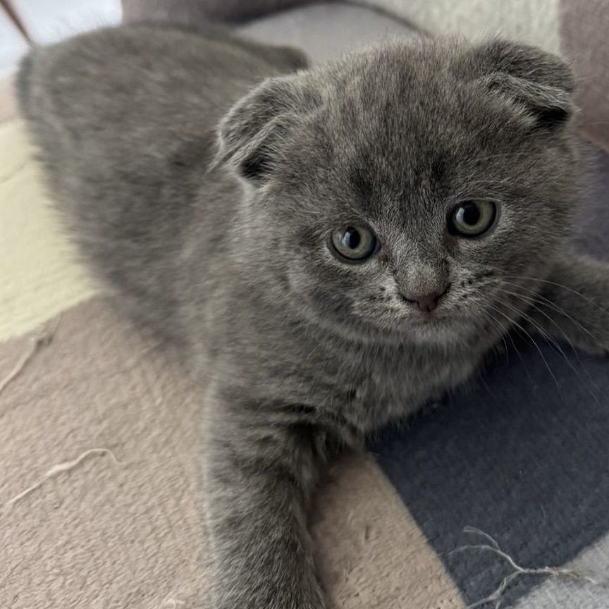 Шотландские вислоухие котята