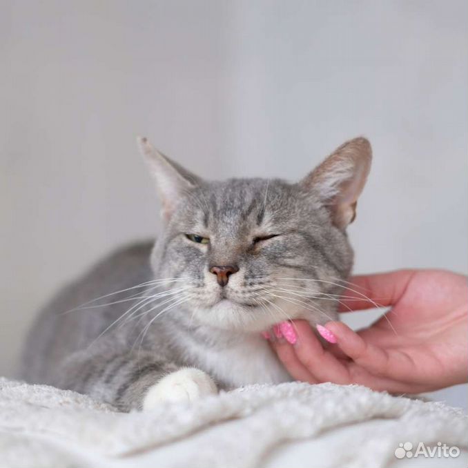 Спокойный и чудный кот