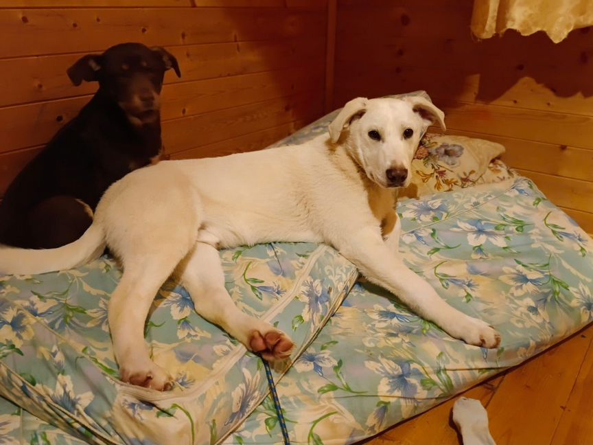 Щенок мальчик Джерри 6 мес ищет дом