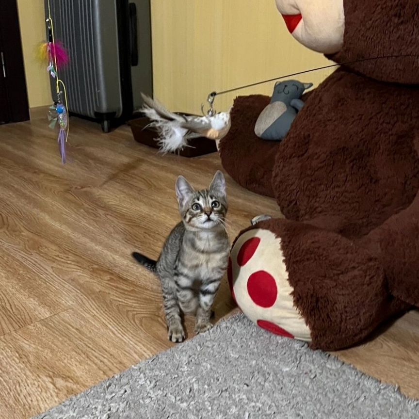 Котик в добрые руки приучены к лотку