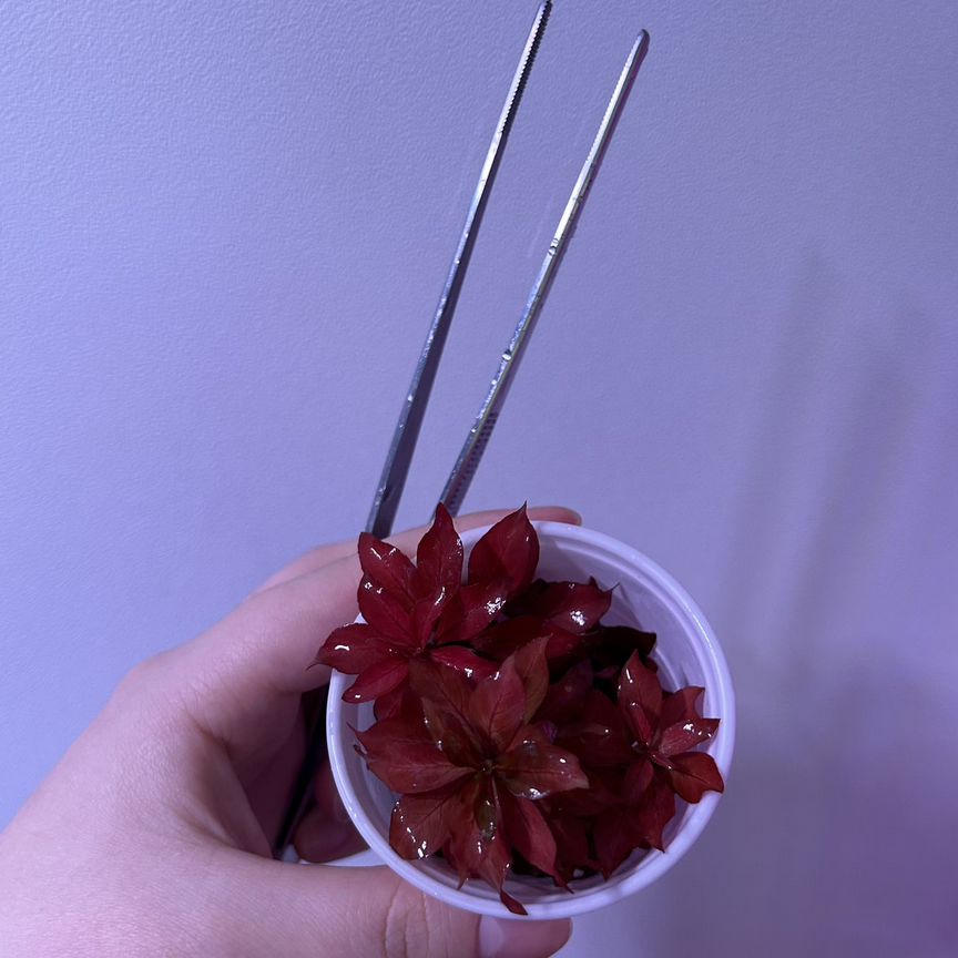 Аквариумные растения прополка