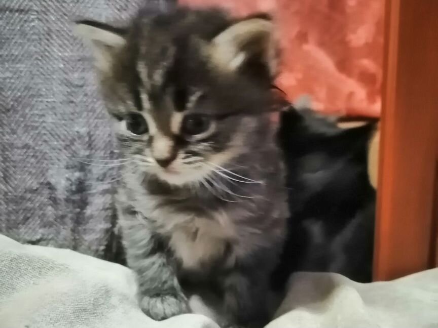 Котенок хайленд страйт