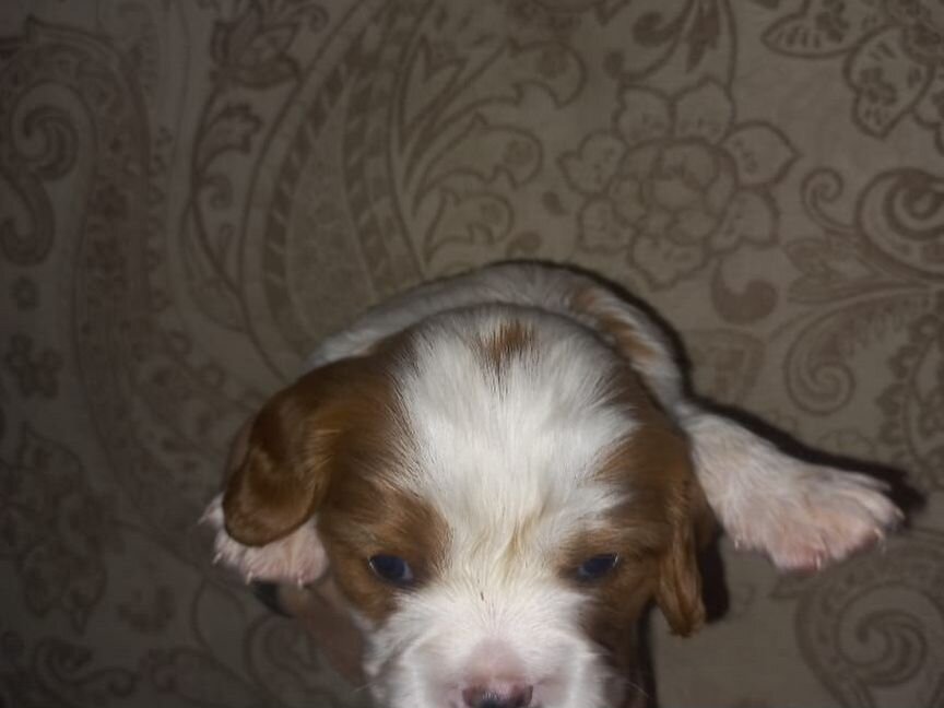 Кинг чарльз спаниель