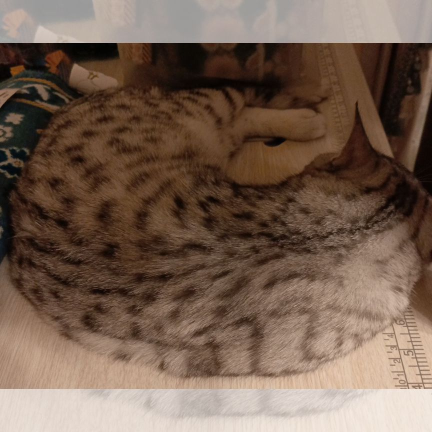 Шотландский вислоухий длинношёрстный котёнок