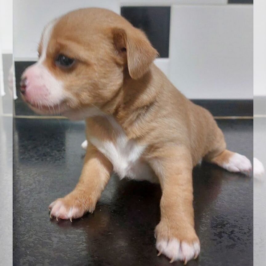 Щенки чихуахуа