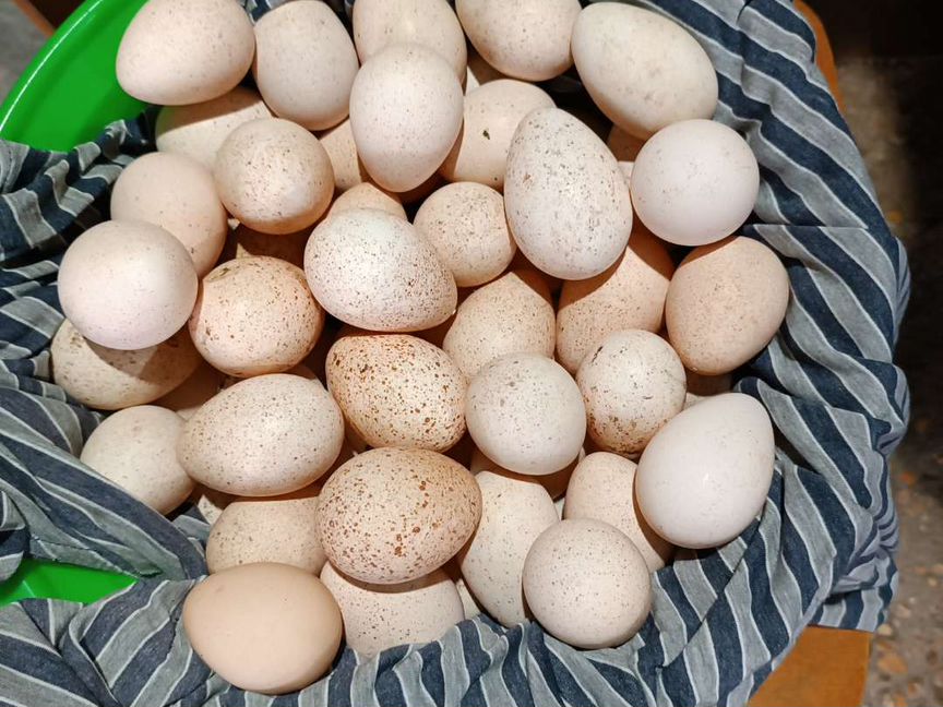 Инкубационное яйцо индейки