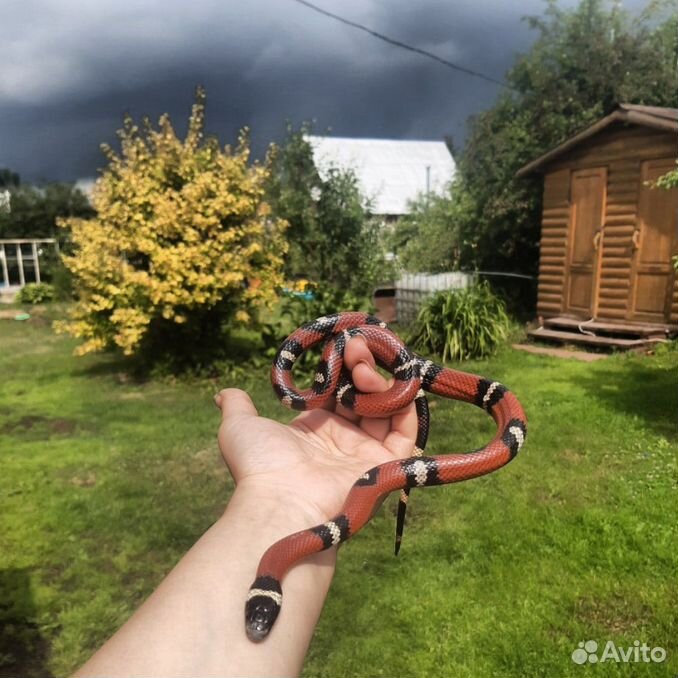 Змея молочная королевская с террариумом