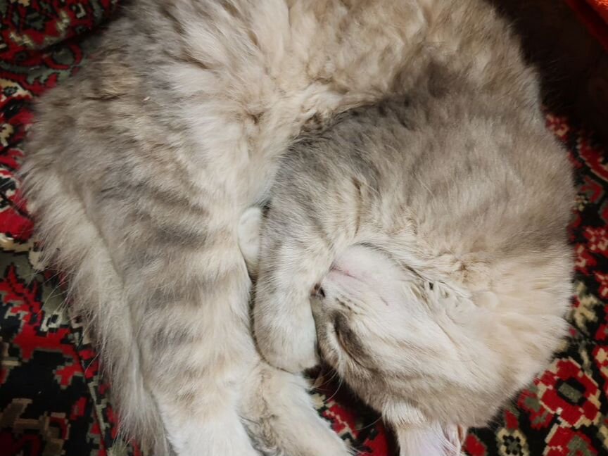 Кошка