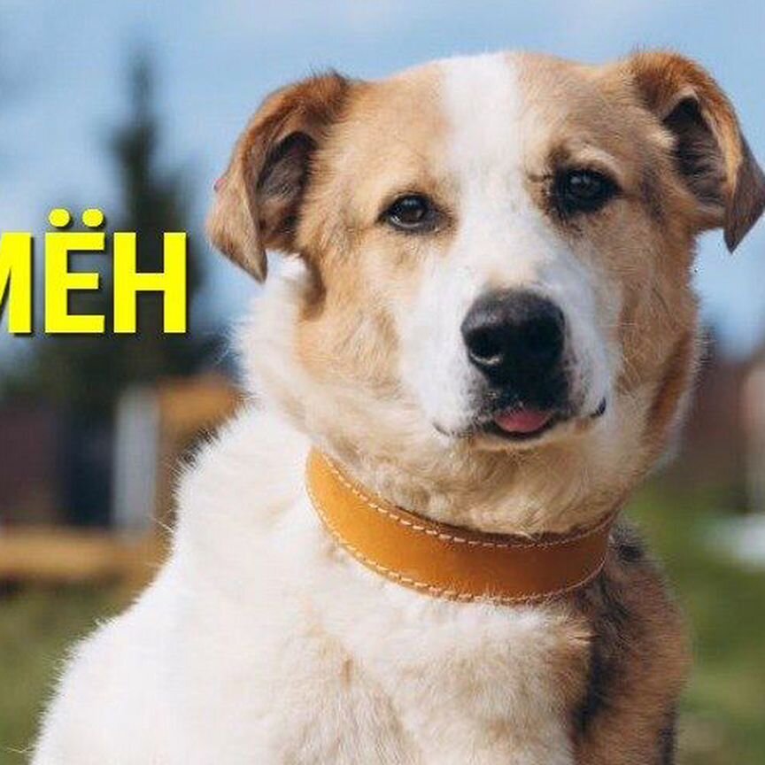 Взрослый пёс в добрые руки