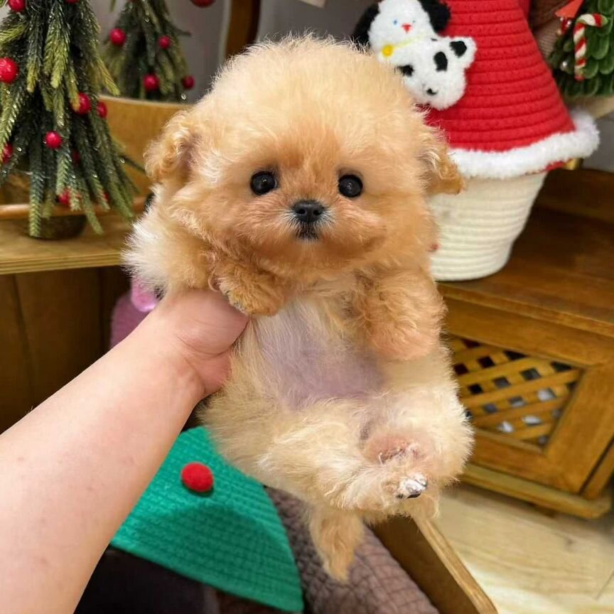 Мальтипу, щенок