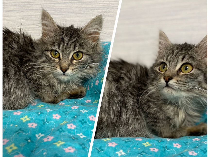 Котенок пеструшка привитая