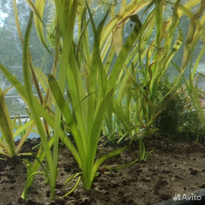 Валлиснерия гигантская