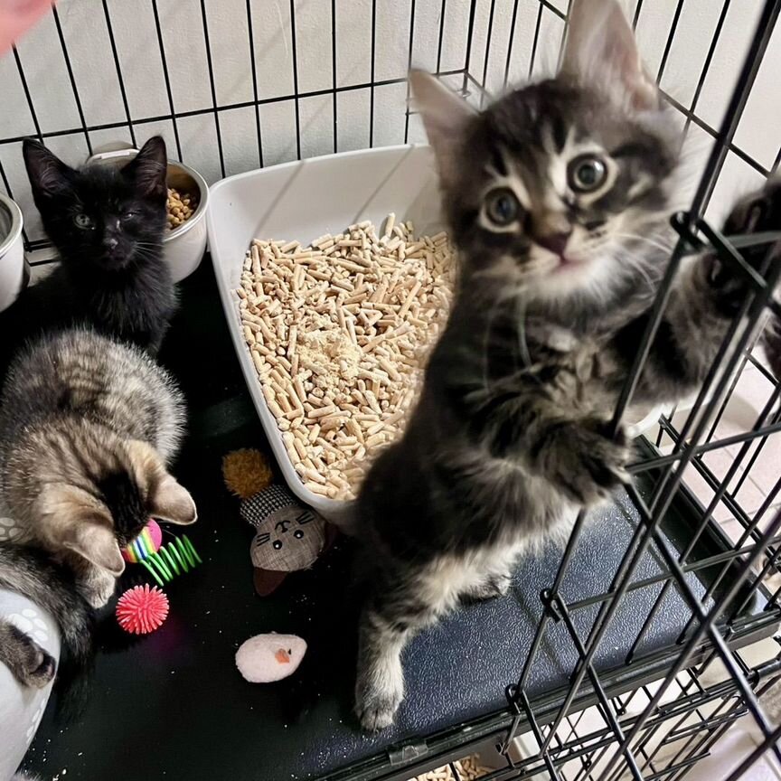 Котёнок в добрые руки