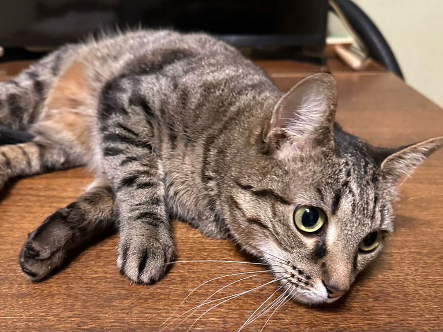 Умерла хозяйка кошке не куда идти