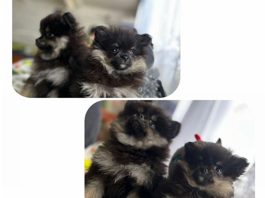 Малыши шпицульки