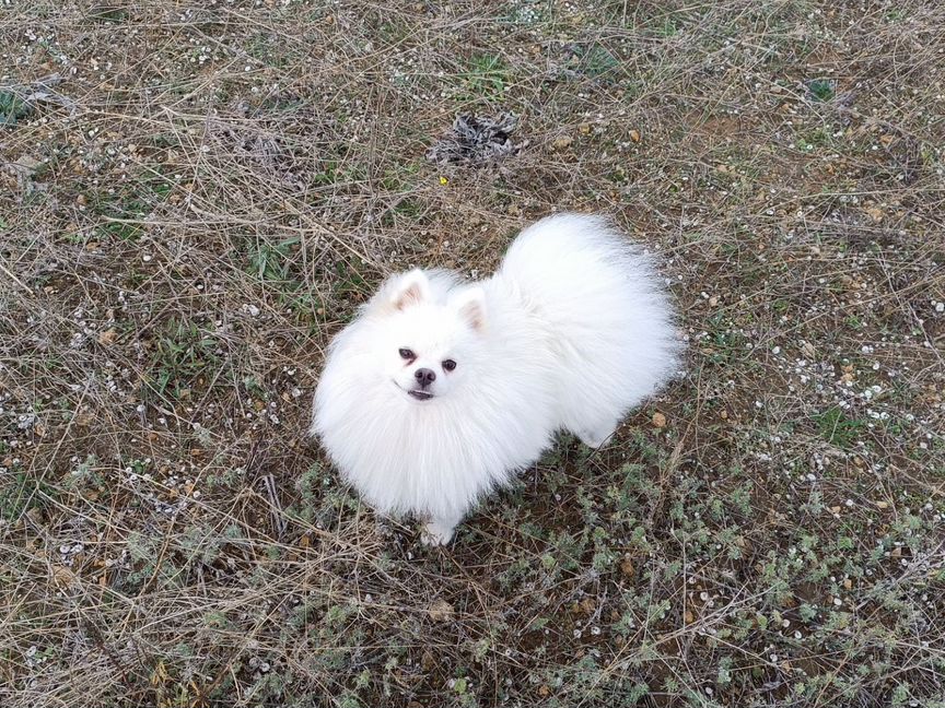 Отдам собаку породы малый немецкий малый шпиц