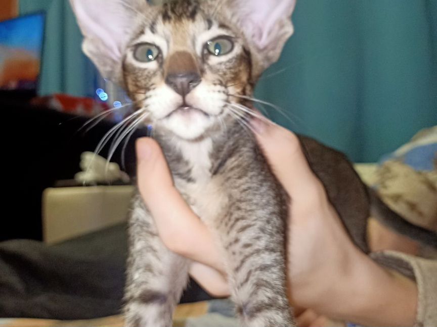 Ориентальный котёнок
