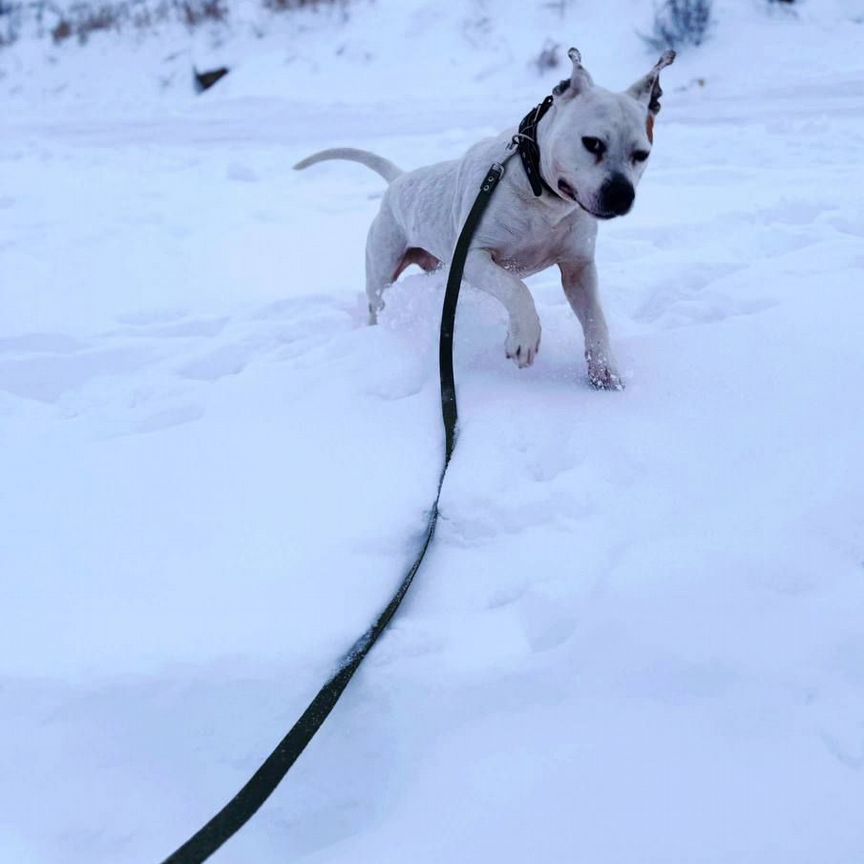 Американский бульдог, взрослый пёс