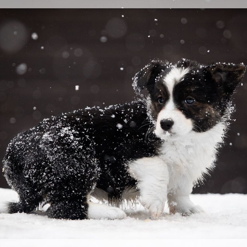 Вельш Корги Кардиган, щенок