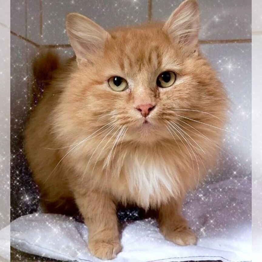 Бездомная кошка с дачи