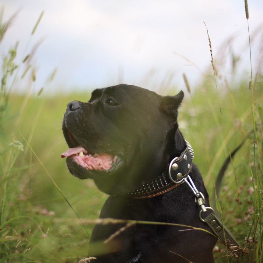 Кане-корсо в добрые руки