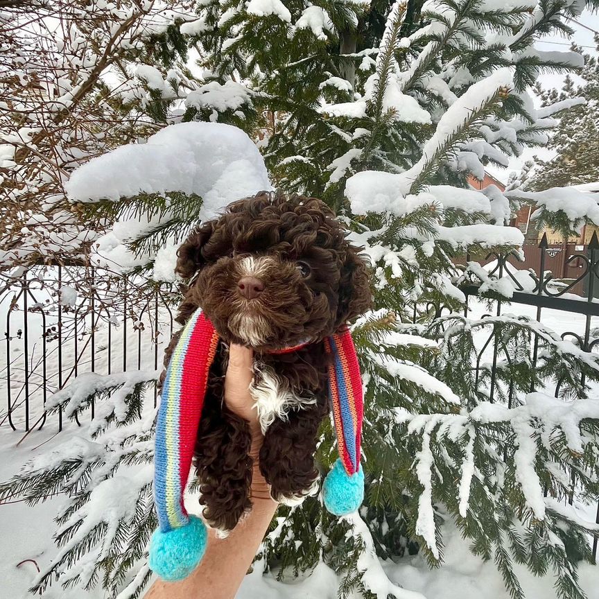 Мальтипу, щенок