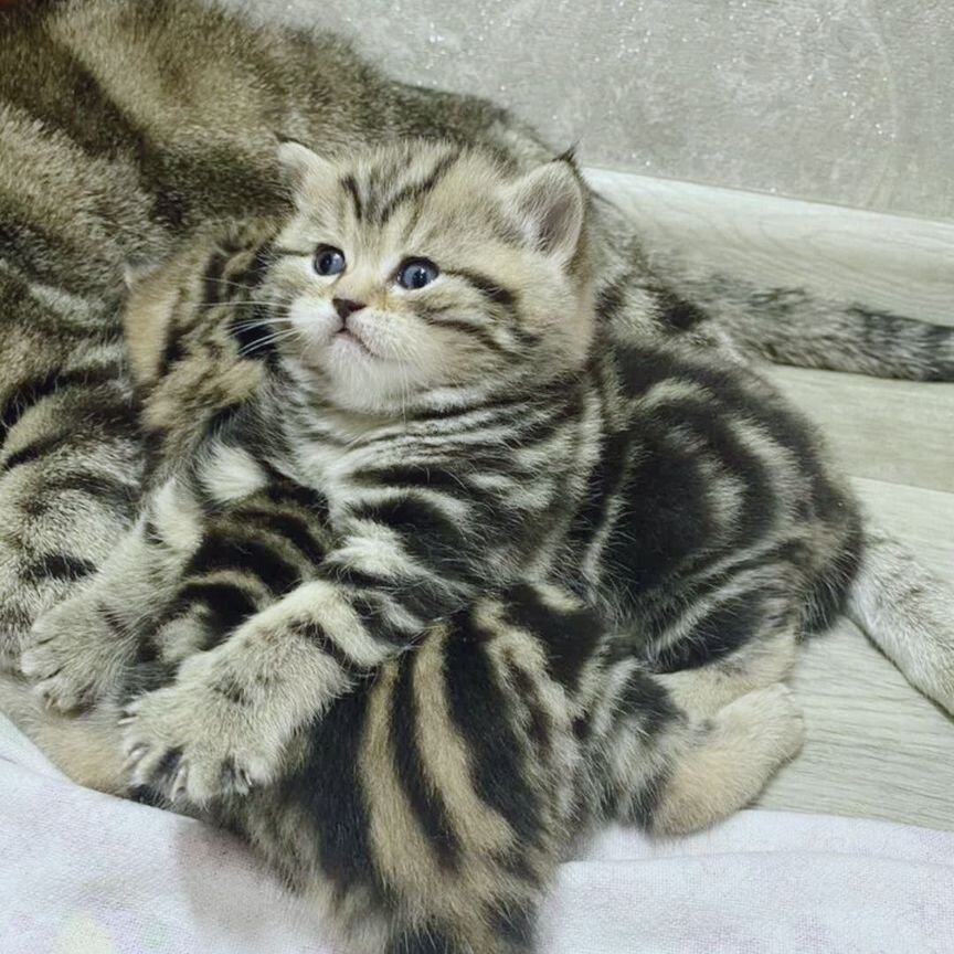 Шотландские котята
