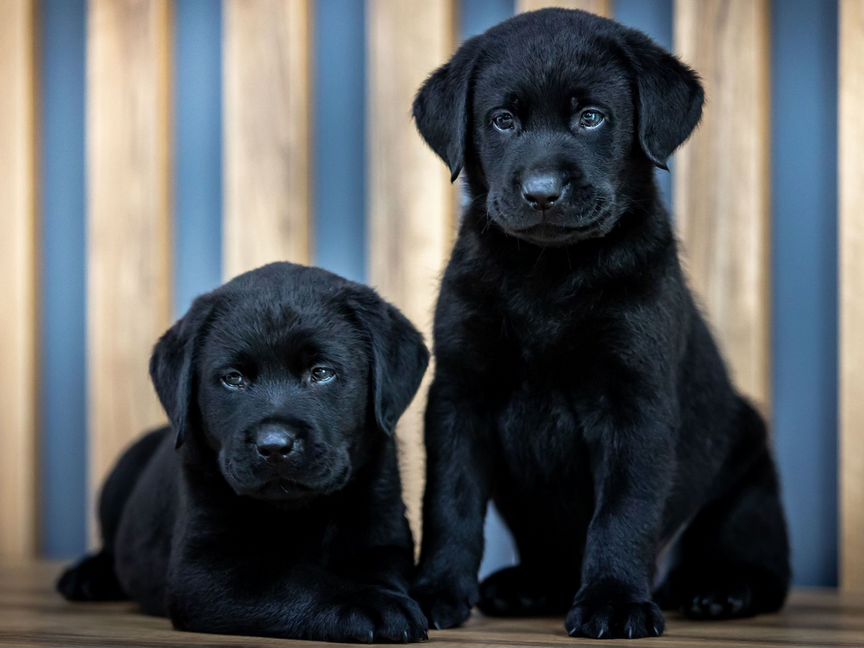 Щенки Лабрадора с документами
