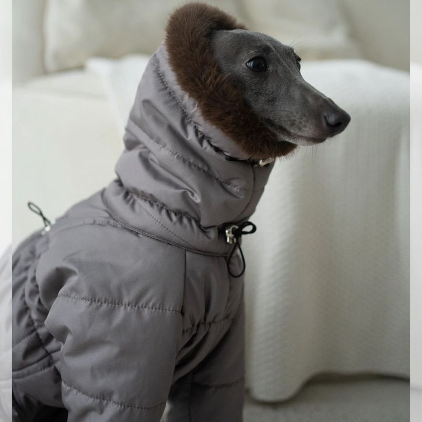 Зимний комбинезон на мальчика породы левретка