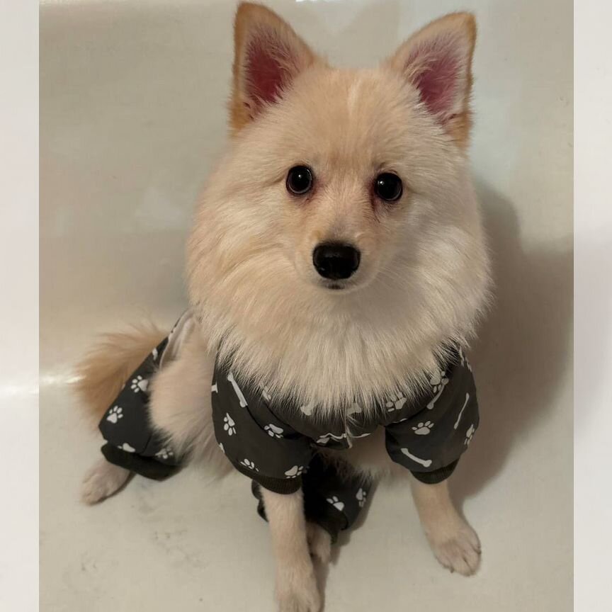 Померанский шпиц, щенок