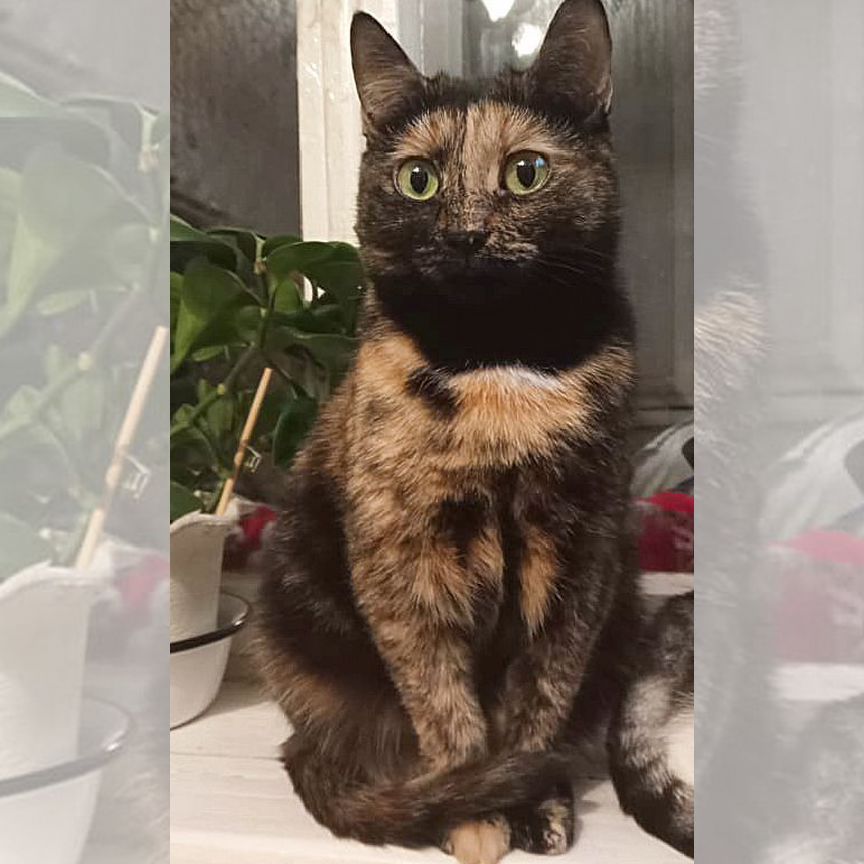 Кошка трёхцветная 1,5 года