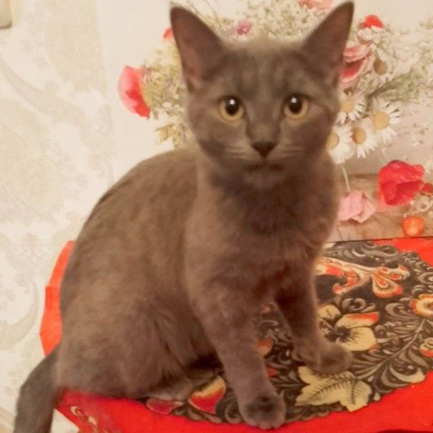 Кошечка, около года(фенотип русская голубая)