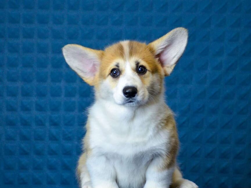 Вельш-корги щенки