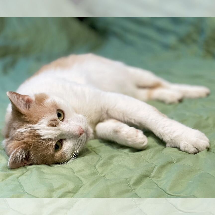 Кот в добрые руки